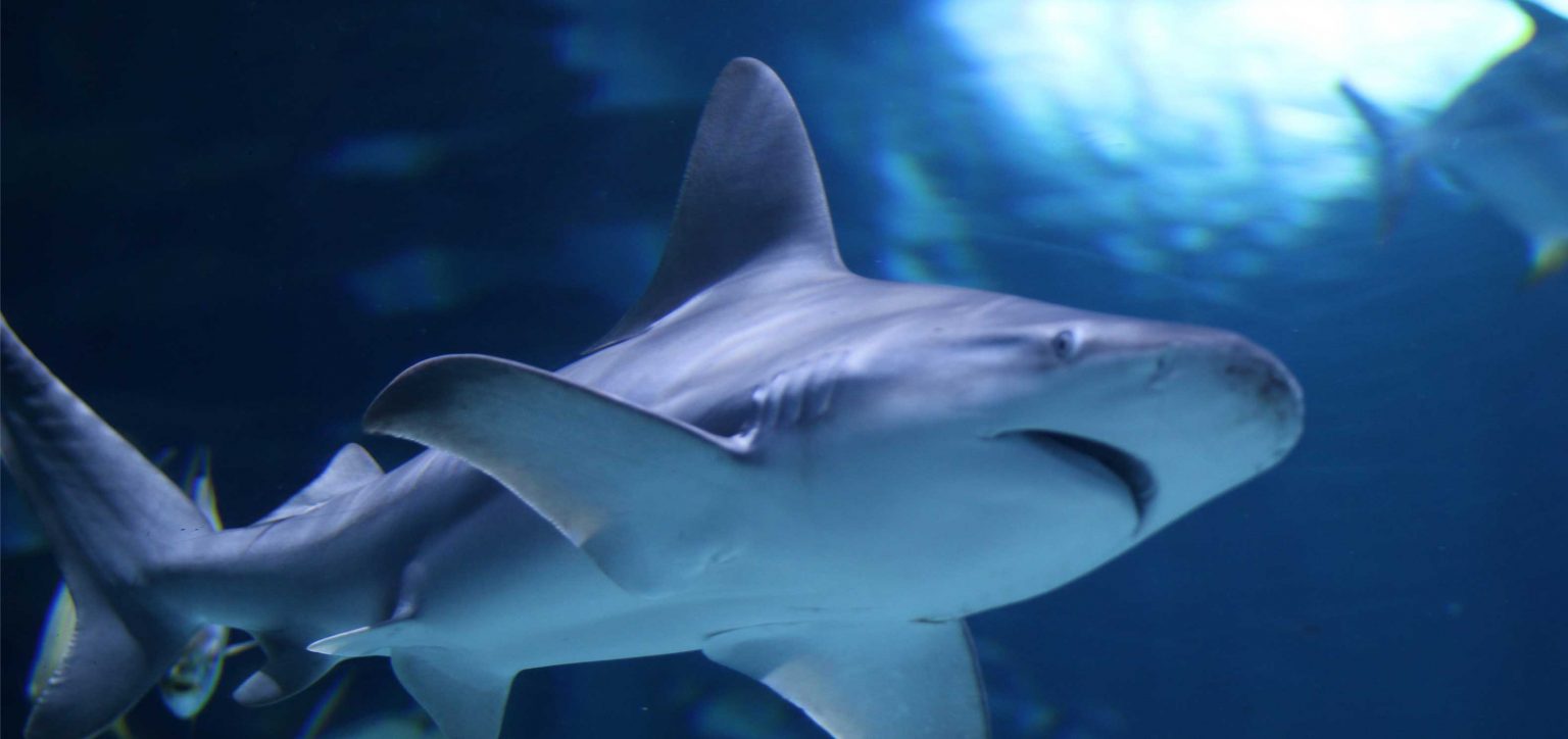 Risk management in logistics: Secure supply chain | DHL Freight